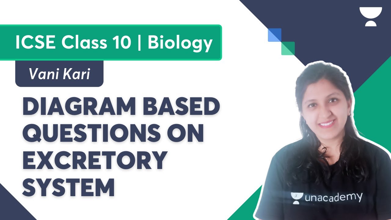 Diagram Based Questions On Excretory System Biology Class 10 ICSE Diagram Based Questions On Excretory System Biology Class 10 ICSE