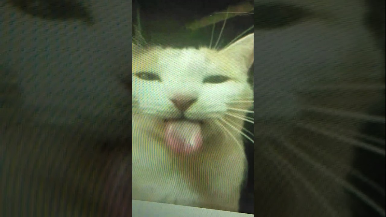 Draw a random cat part 2 - YouTube