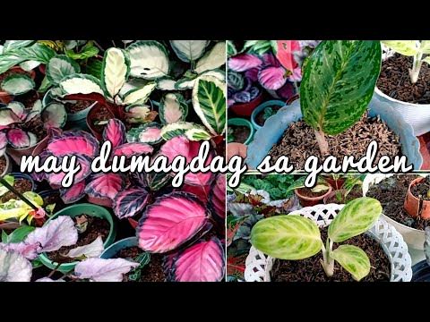 ADDITIONAL COLLECTION SA AKING MINI GARDEN | Glenda Ligon - YouTube