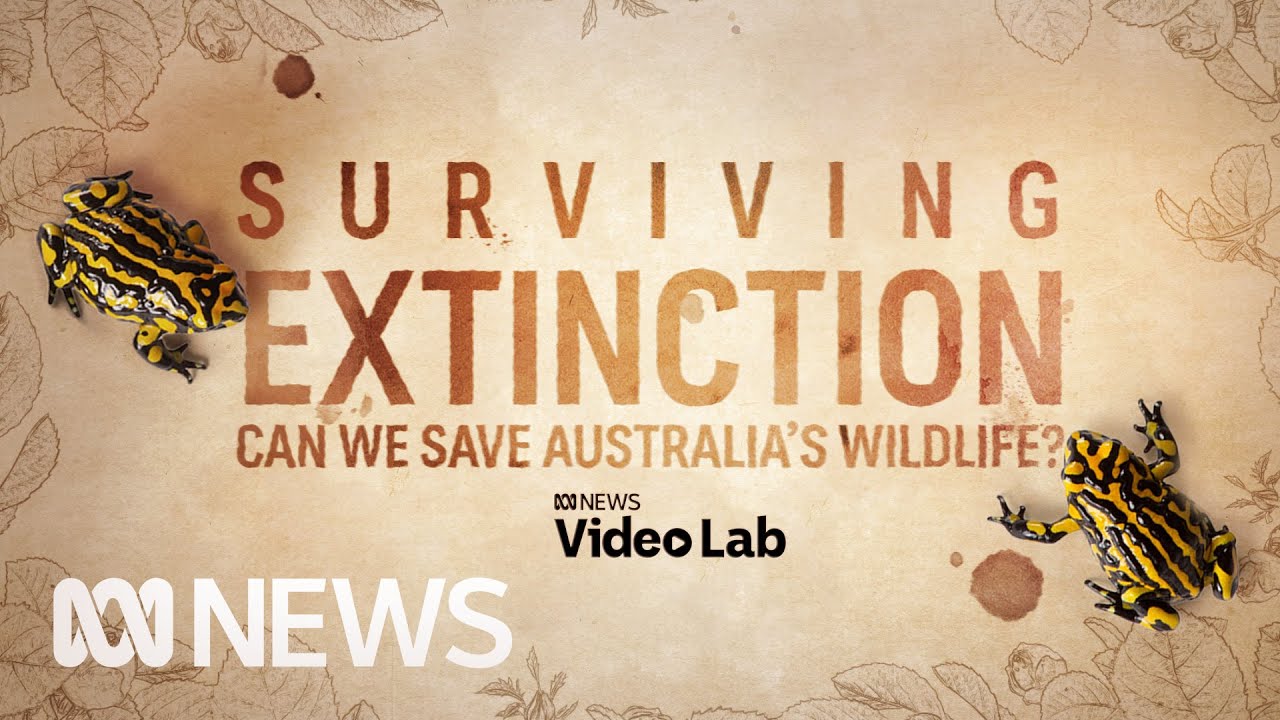 Australia’s weird and wonderful animals being pulled back from ...