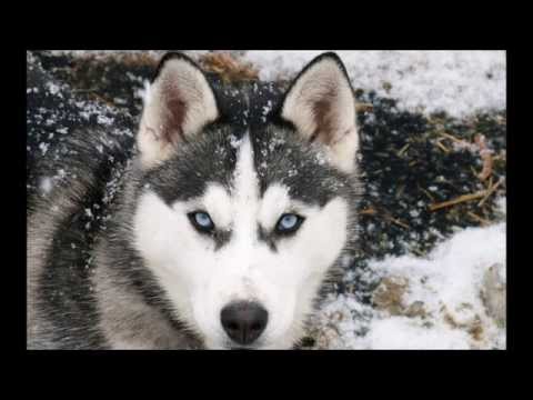 la triste historia de mailo el perro siberiano - YouTube
