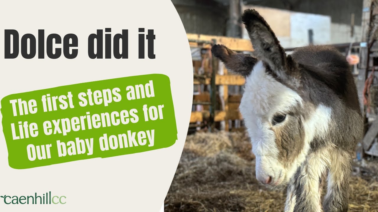 Dolce Becomes a Mummy: Heartwarming Day with Baby and Donkey Foal - YouTube