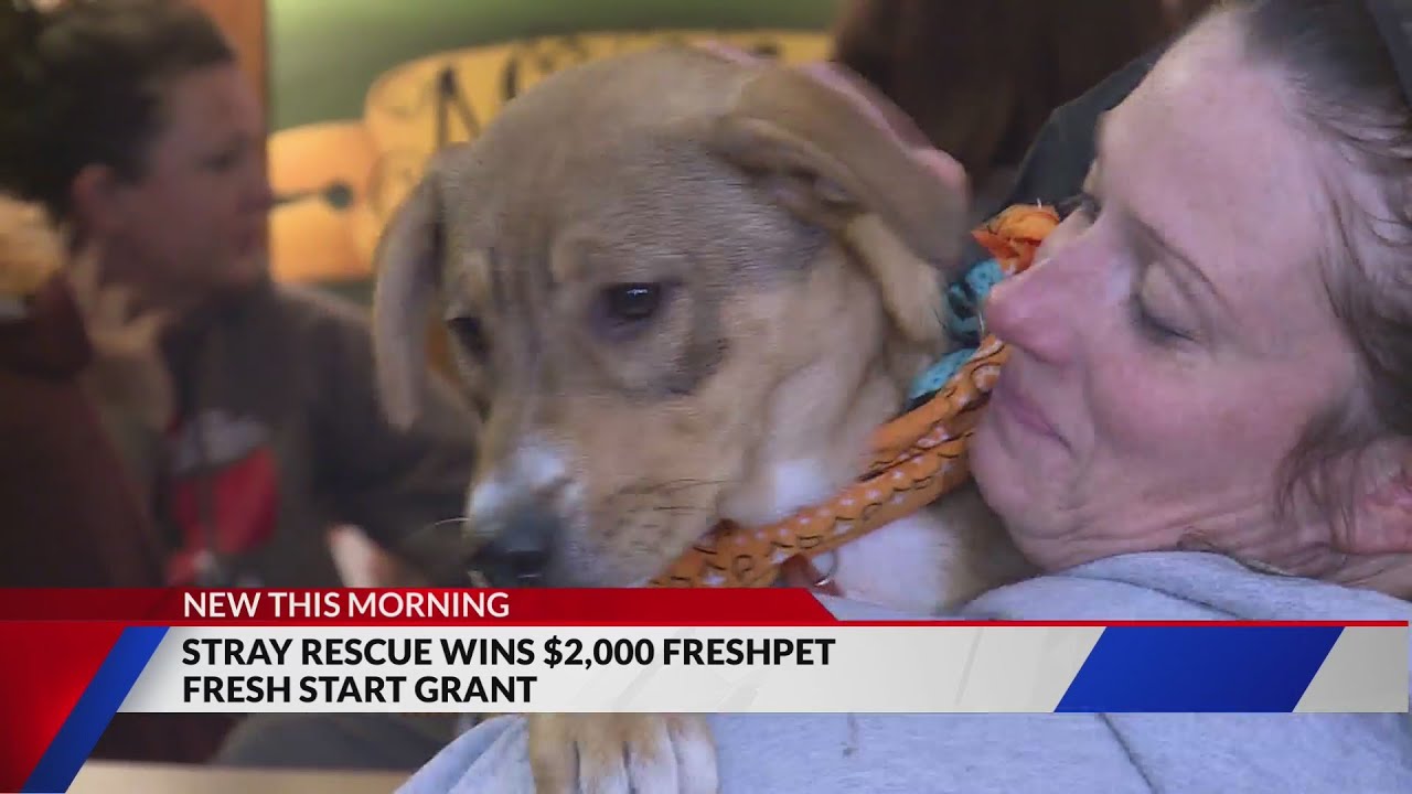 Stray Rescue of St. Louis wins $2,000 grant - YouTube
