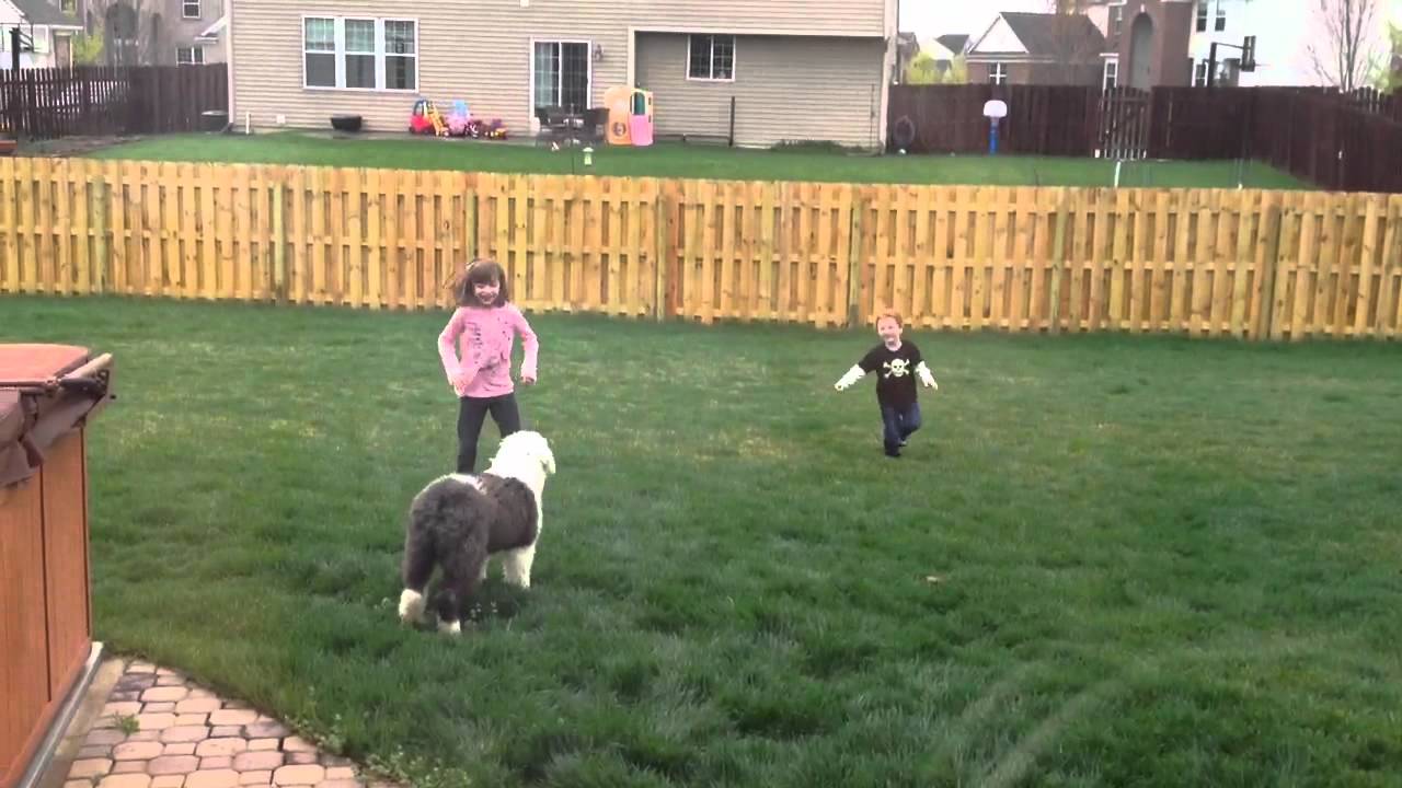 Kids with Old English Sheepdog playing - YouTube