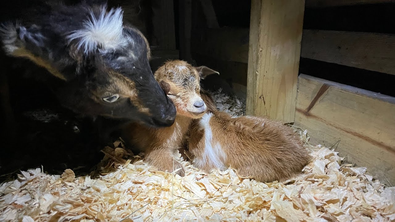 Surprise Goat Birth!! | Nigerian Dwarf Goat - YouTube