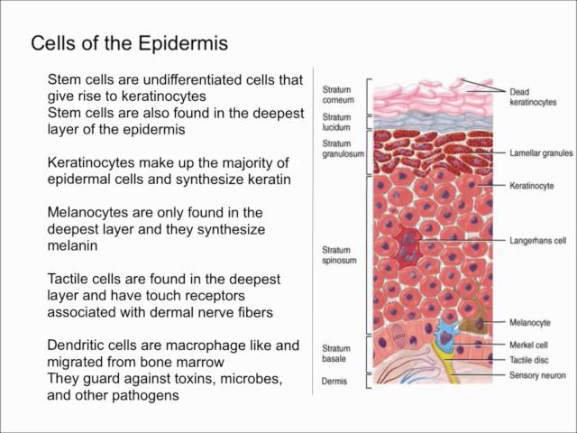 Epidermal Cells