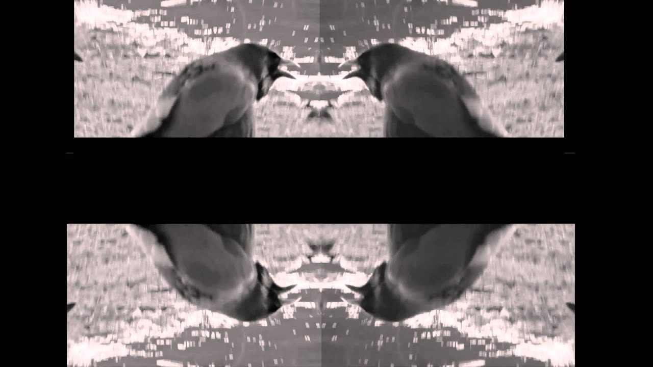 Conversation crows2 - YouTube