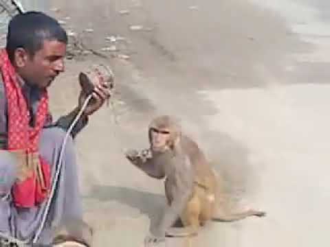 Madari - man with monkey from india - YouTube