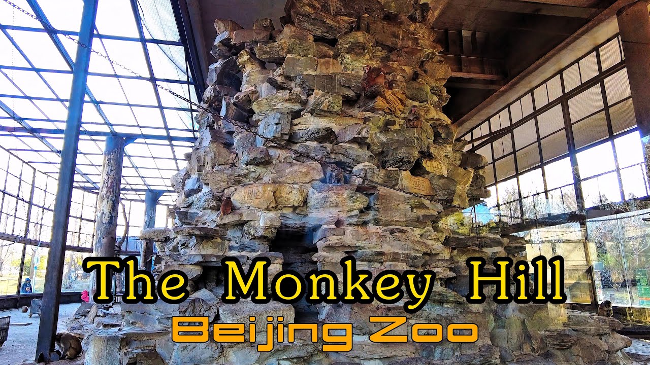 Beijing Zoo, The Monkey Hill, A group of lively, active monkeys! - YouTube