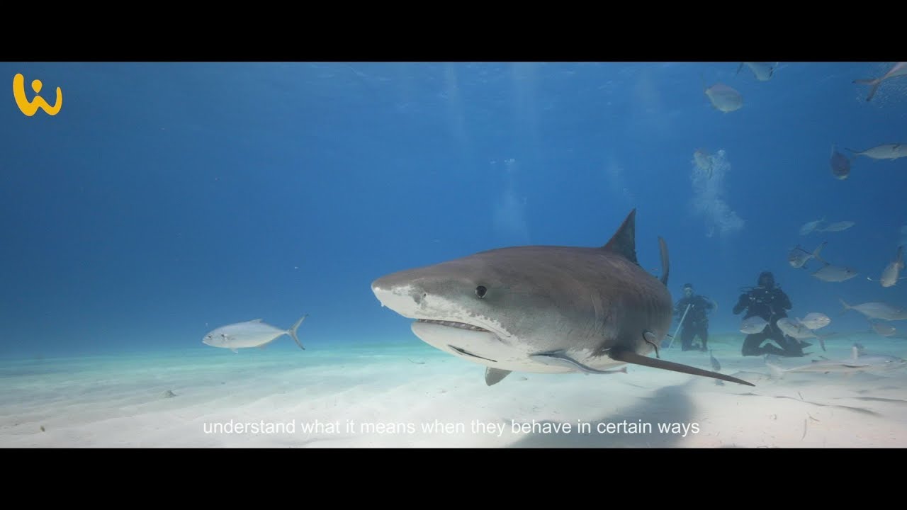 SHARKSCHOOL® Tauchsafari Bahamas mit Dr. Erich Ritter - YouTube
