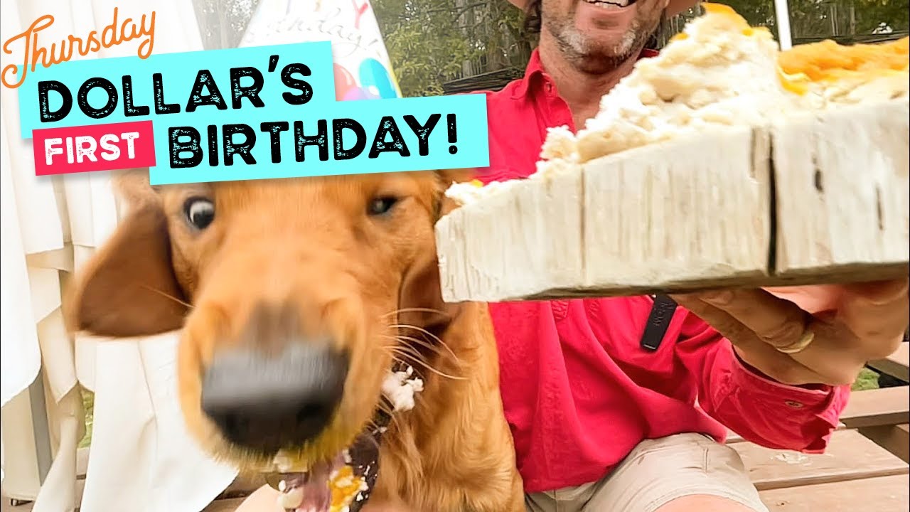 Dollar the Golden Retriever's 1st birthday! Plus, Gilbert goes for an ...