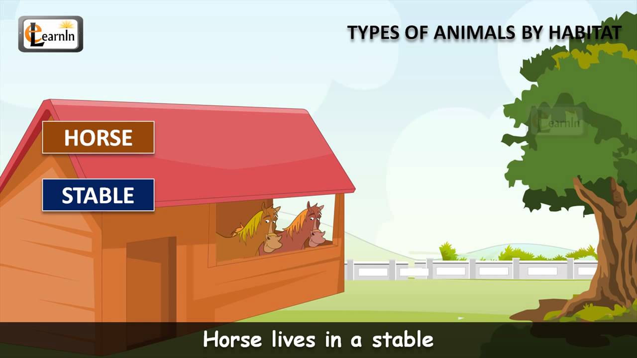Habitat of animals Animals video for kid Kindergarten learning videos ...