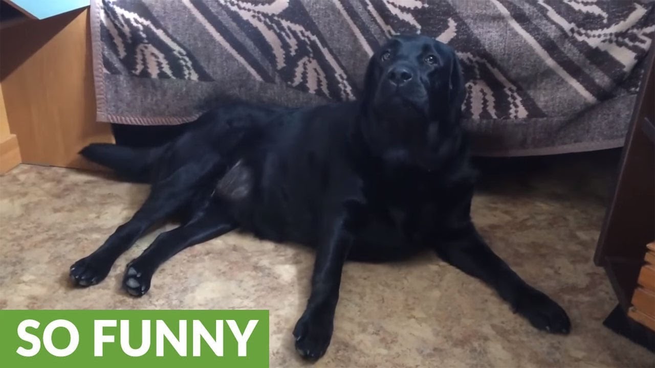 Labrador Retriever demands belly scratches from human - YouTube