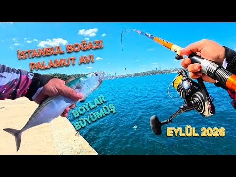 PALAMUTLAR BÜYÜMÜŞ - İSTANBUL BOĞAZI PALAMUT AVI