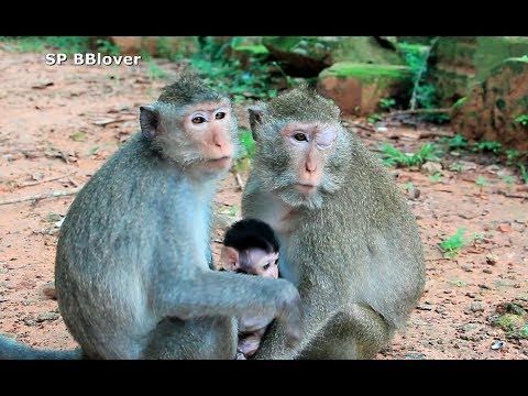Monkey Meeting Tourist - SP 28 - YouTube