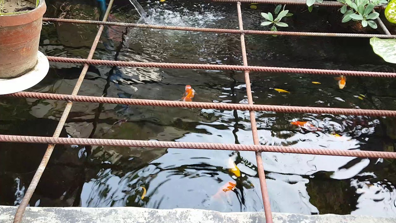 Koi, Tetra, Zebra, 24k Mollies and Goldfish VLOG 6 - YouTube