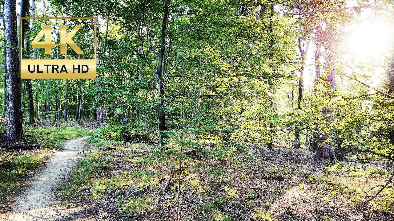 Virtual Forest Walk - Walking in the Woods (only nature sounds, no ...