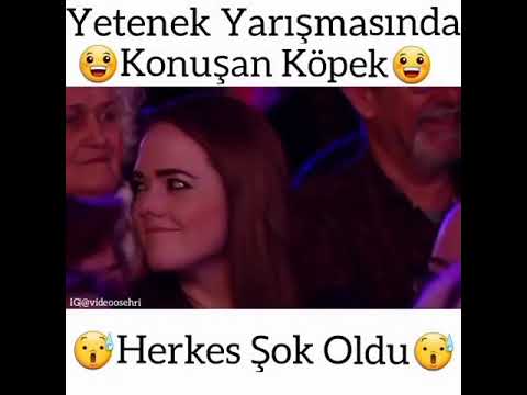 Danışan it
