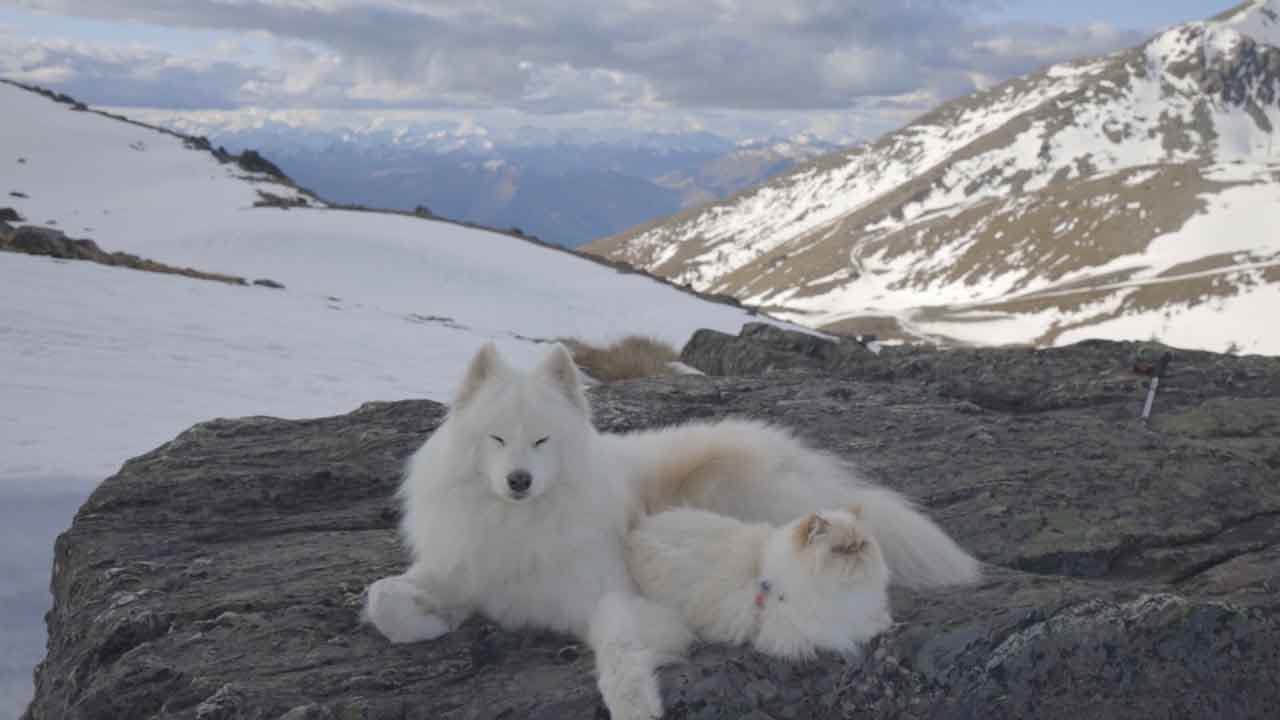 Grumpy Cat And Fluffy Dog Are Best Friends - YouTube