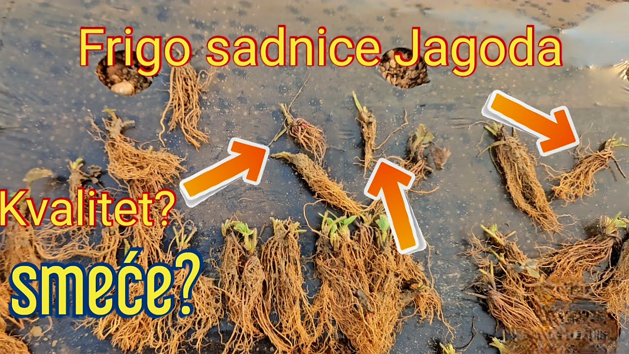 Frigo Sadnice Jagoda iz Čelića - Kvalitetne Sadnice ili Prevara? - YouTube