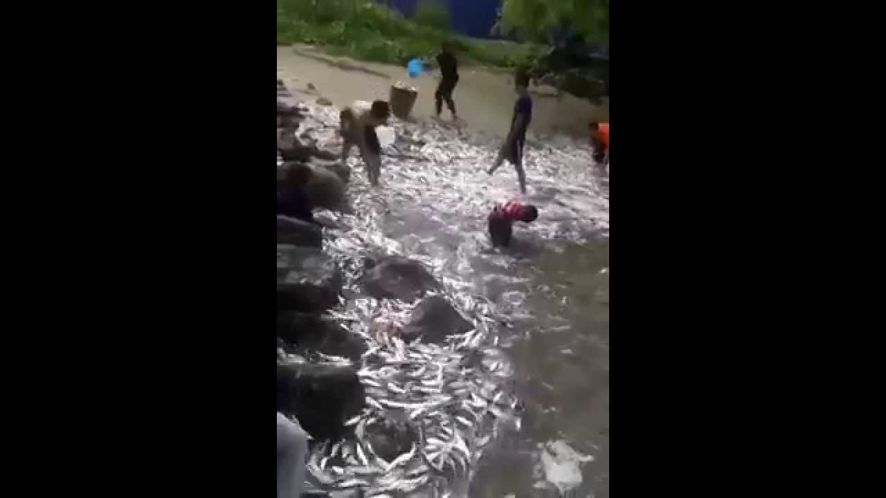 If the world's most populous fish swarm ashore - YouTube