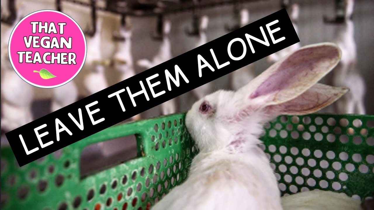Animals Are Innocent Like Children They Need Protection Save Them animals-are-innocent-like-children-they-need-protection-save-them