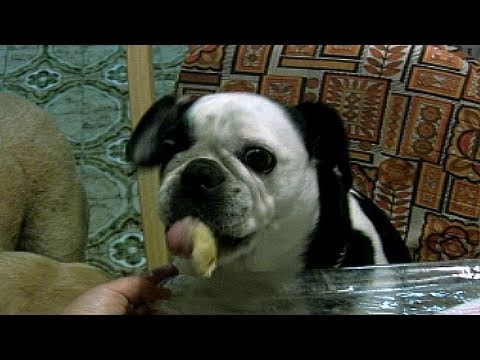 Dog REJECTS Food! - YouTube