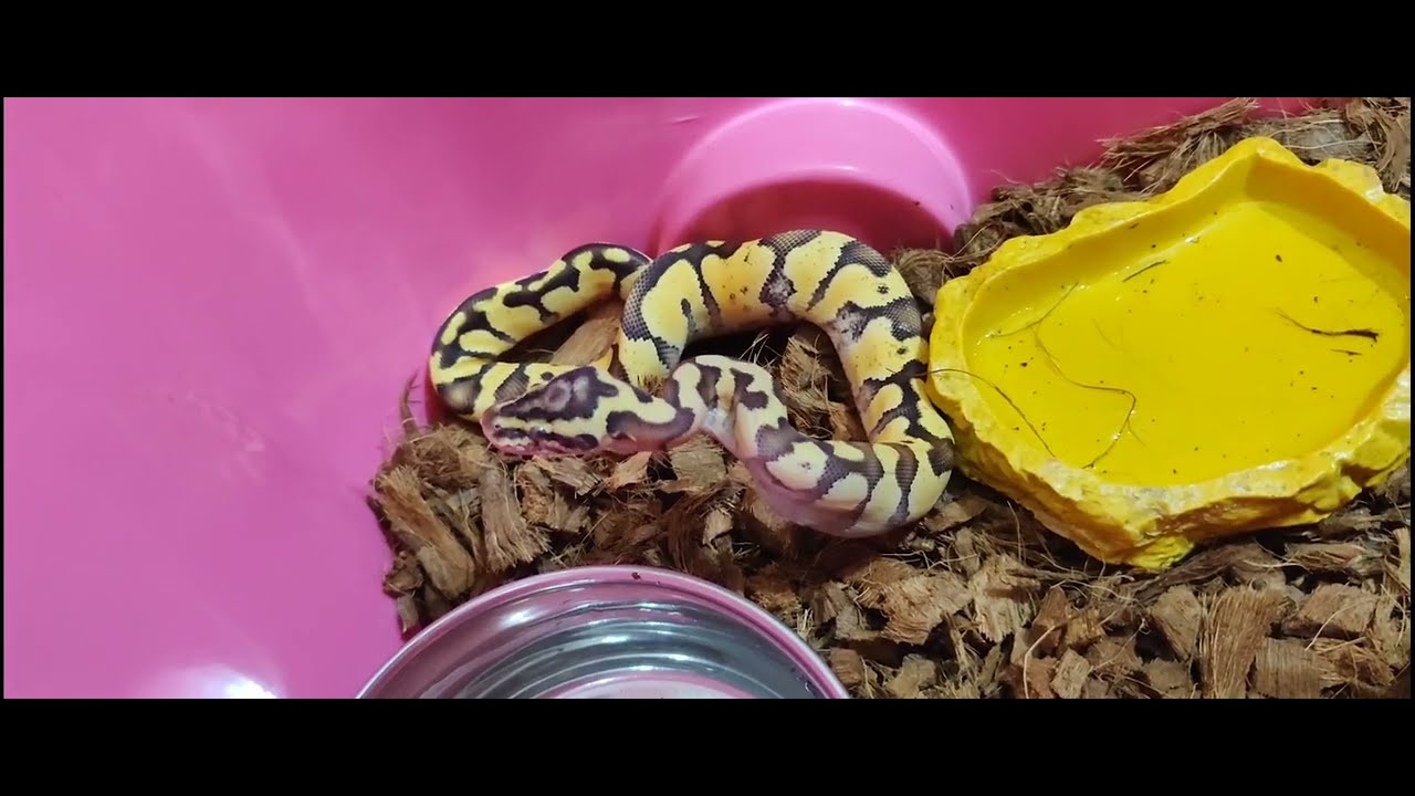 Feeding Python Snake😱 - YouTube