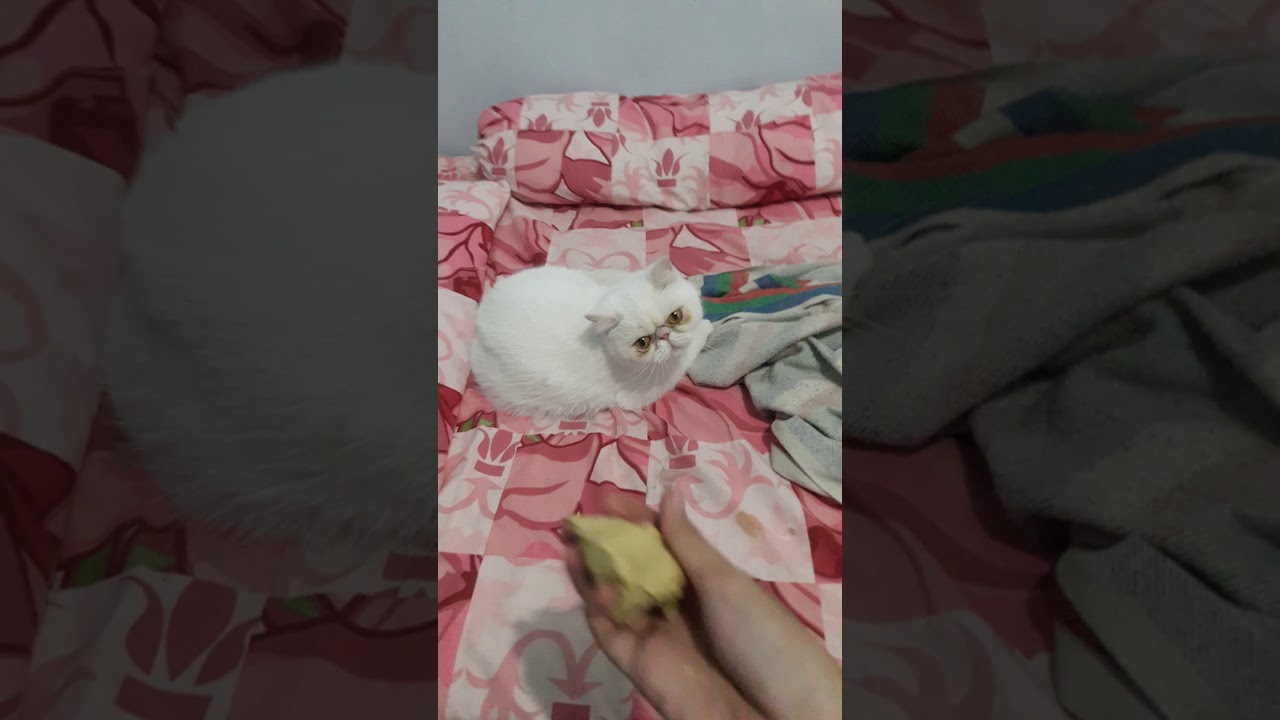 MOLLY THE CAT :) - YouTube