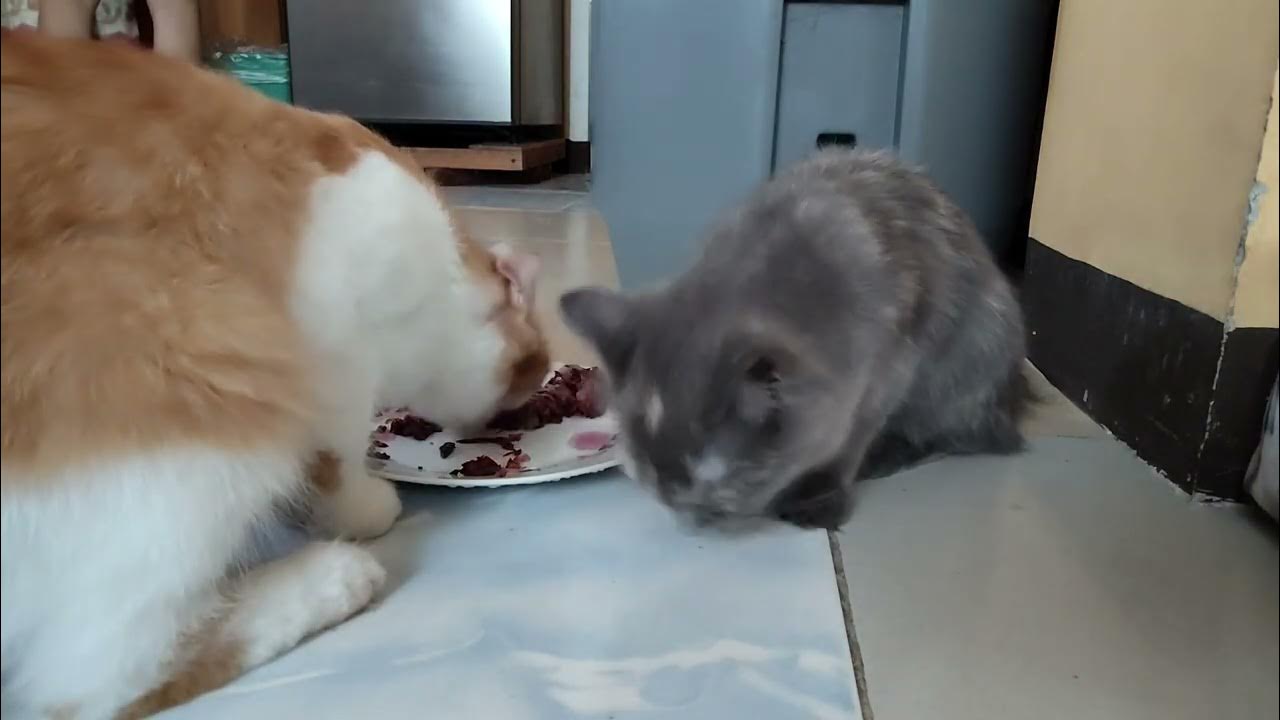 SHARING IS CARING | CATS MORNING MEAL - YouTube