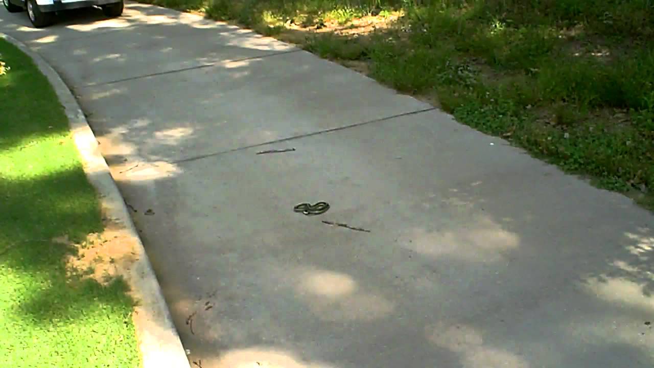 Snake on cart path - not happy - YouTube