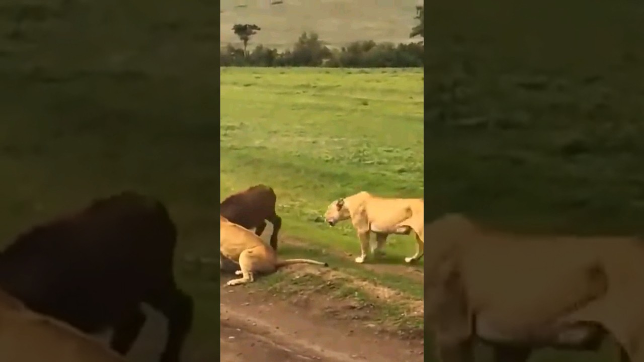Lion vs Bully - YouTube
