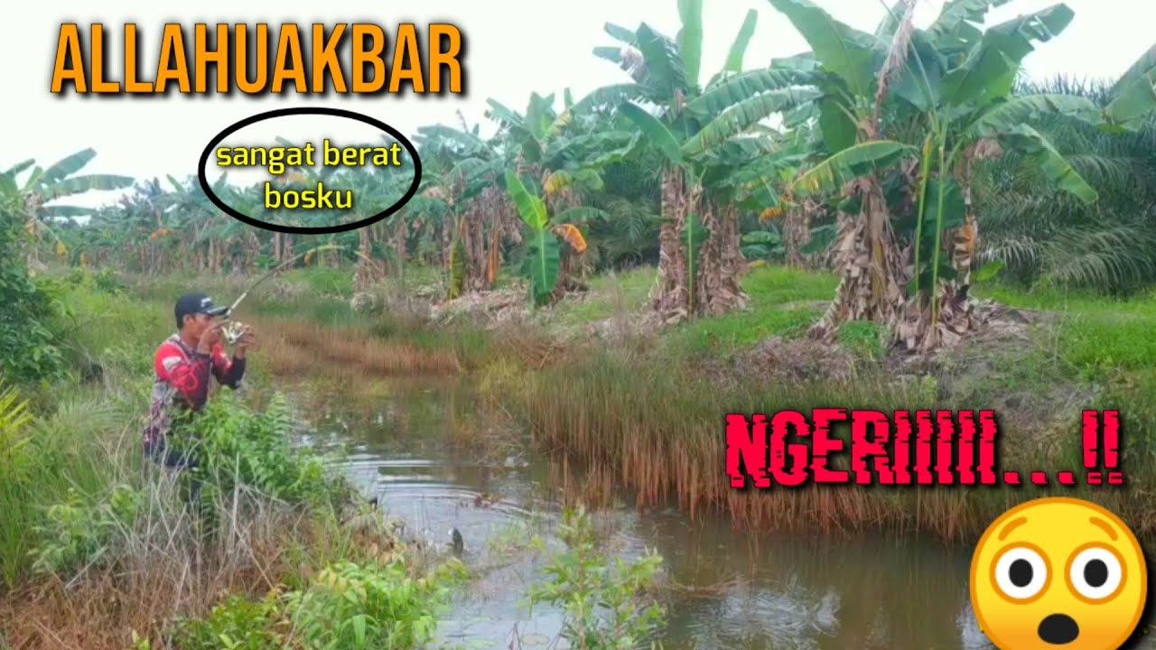 SUBHANALLAH..!! BERAT SEKALI TARIKAN IKAN PENGHUNI AIR RAWA PAYAU@bang ...