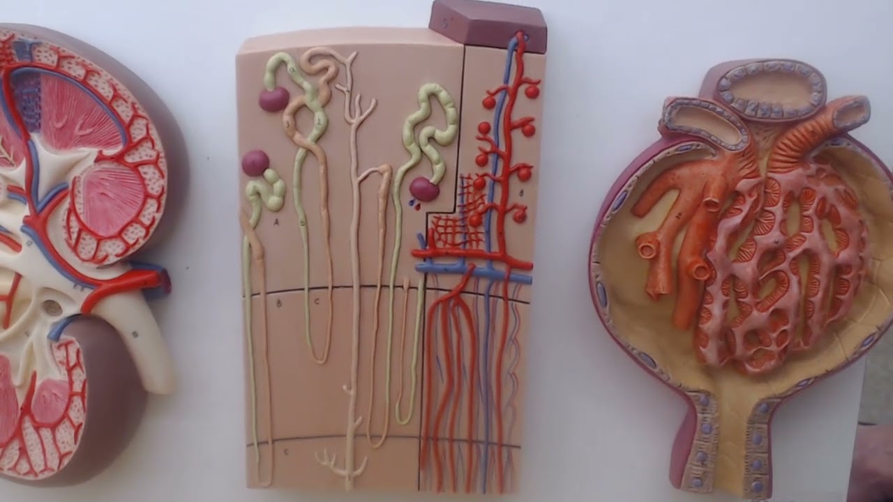 Kidney Nephron Model