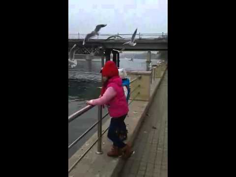 Mingecevir kurun qraqi