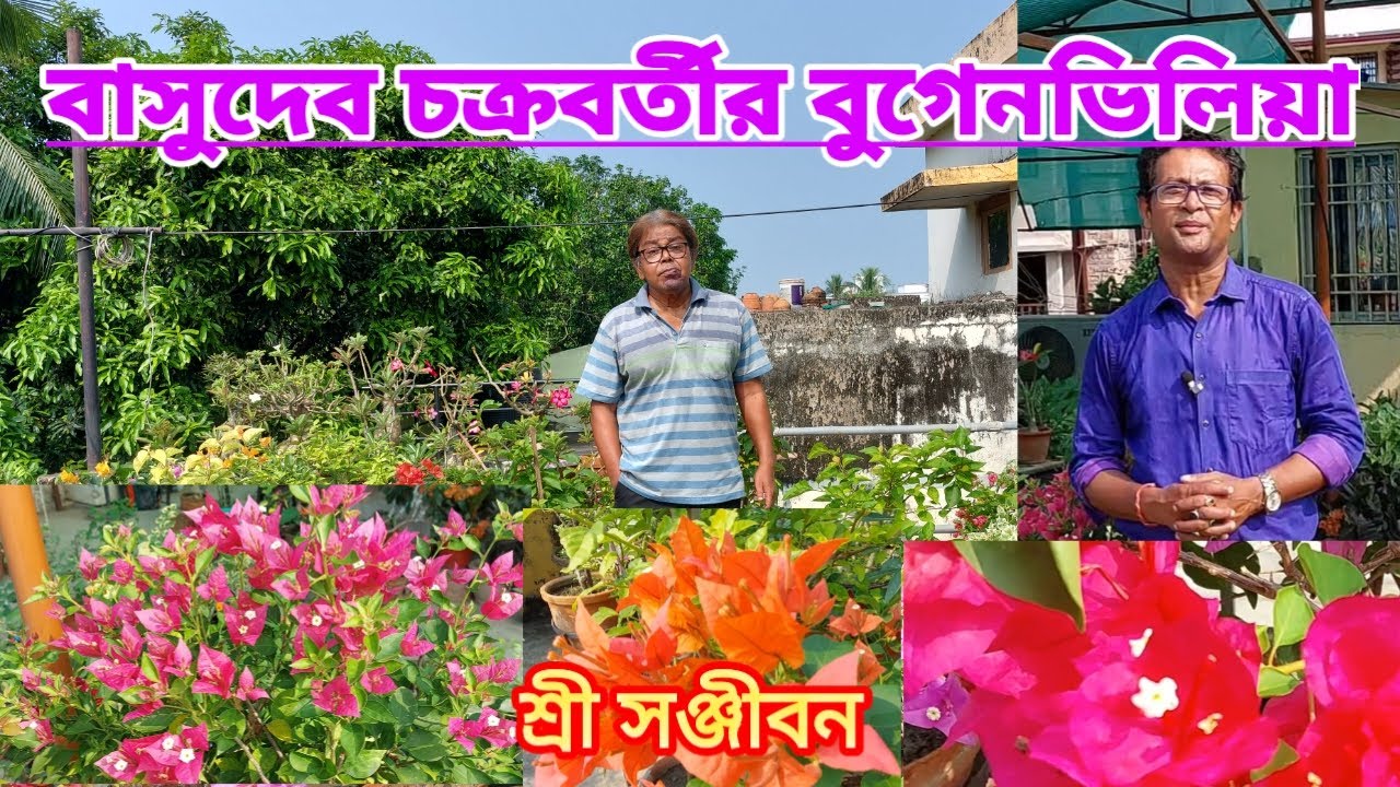 বাসুদেব চক্রবর্তীর বুগেনভিলিয়া||Bougainvillea Of Basudeb Chakraborty||Shree Sanjiban|| - YouTube