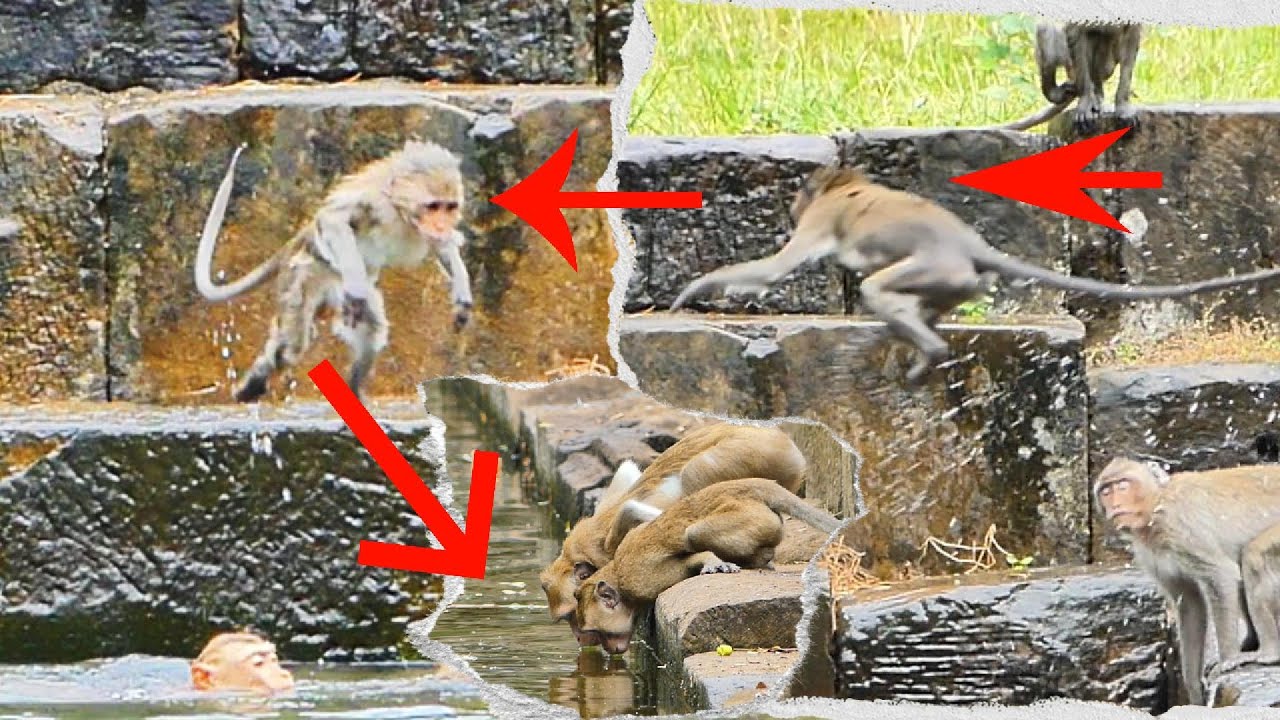 Many monkey swimming vert very happyfully. #Newborn #Real #Baby - YouTube