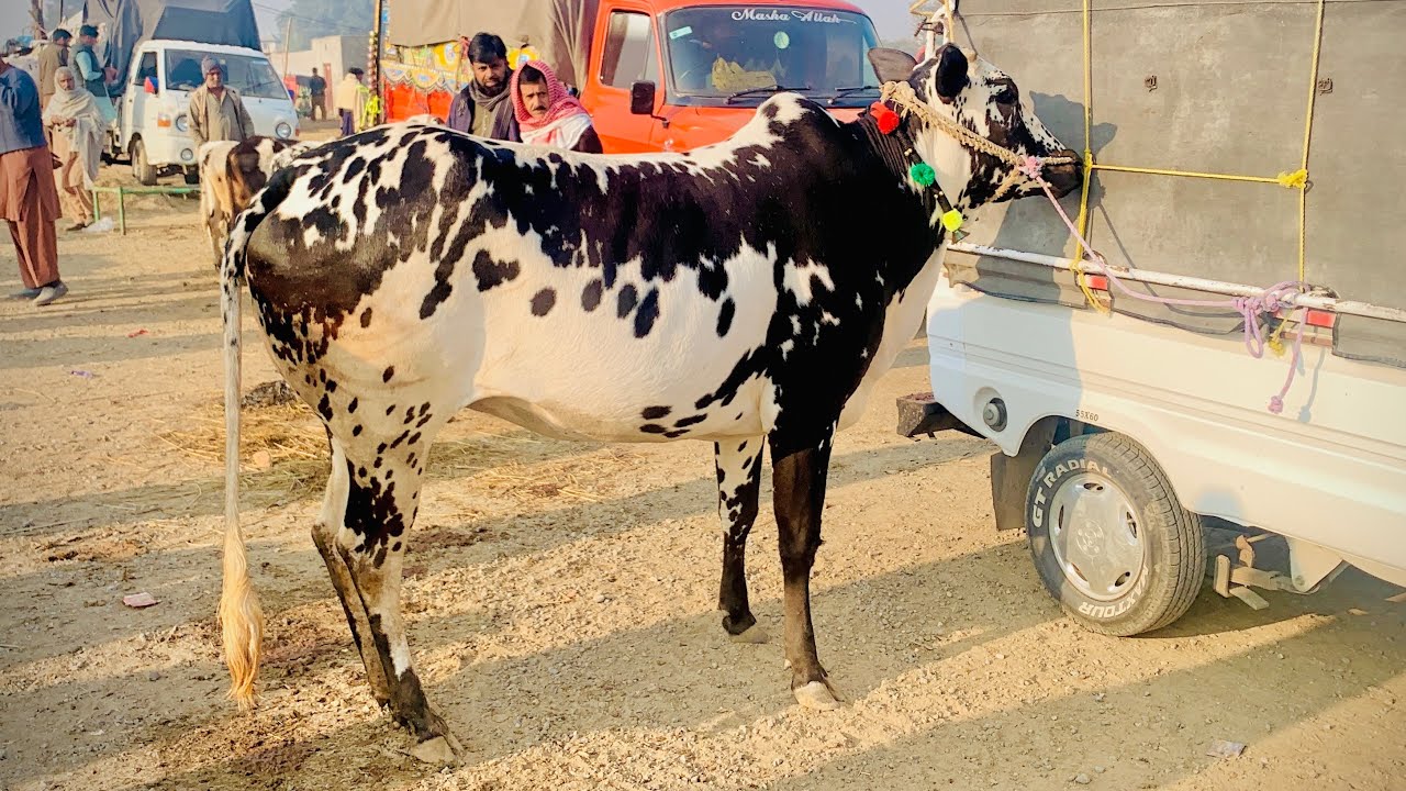 Fateh jangi dasi low price cow rate with Galf Mandra mandi latest ...
