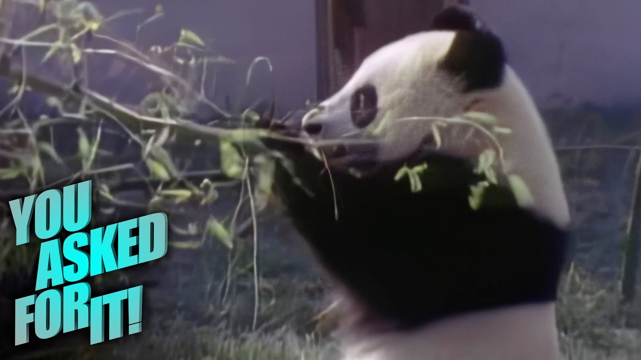 Washington Zoo's Beloved Pandas, Ching Ching & Ling Ling - YouTube