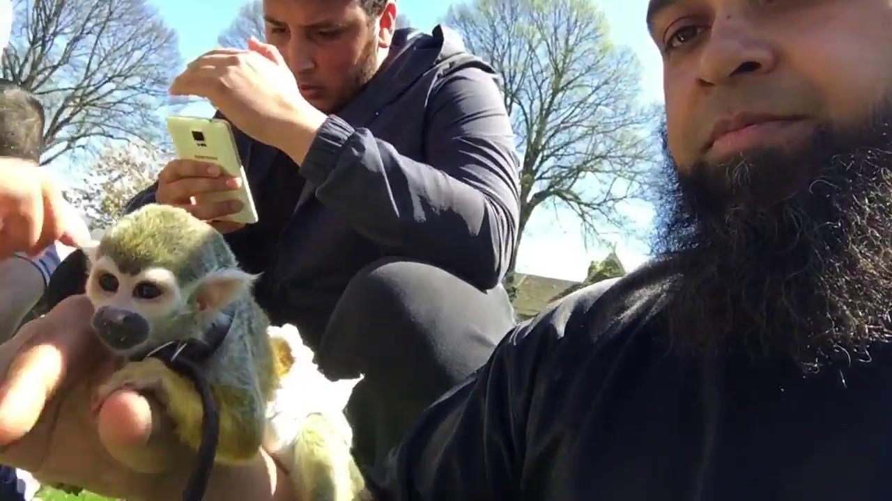 Pet monkey in park . Chico the monkey - YouTube