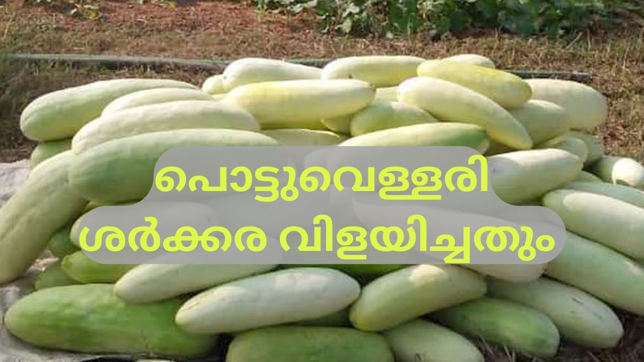 pottuvellarikka and jaggery| pottuvellari juice| Vellarikka jucie| snap ...