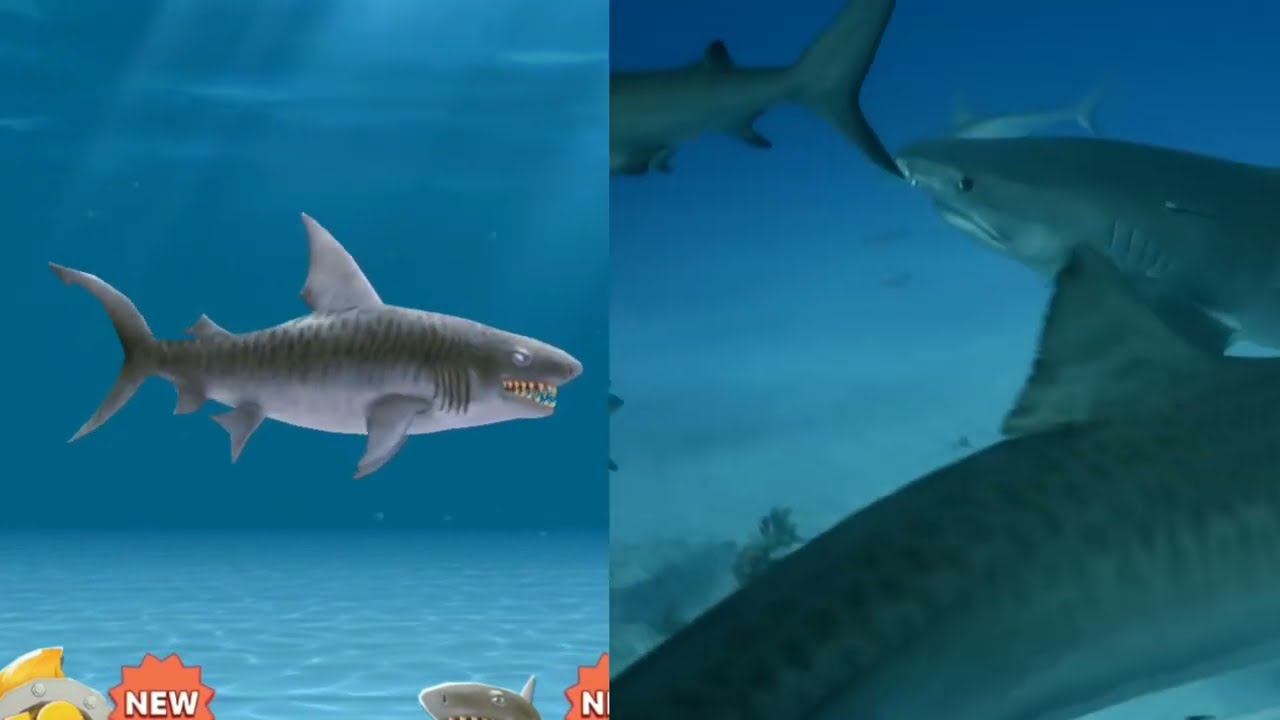 Hungry Shark Evolution In Real Life 2024 New ( megalodon,great white ...