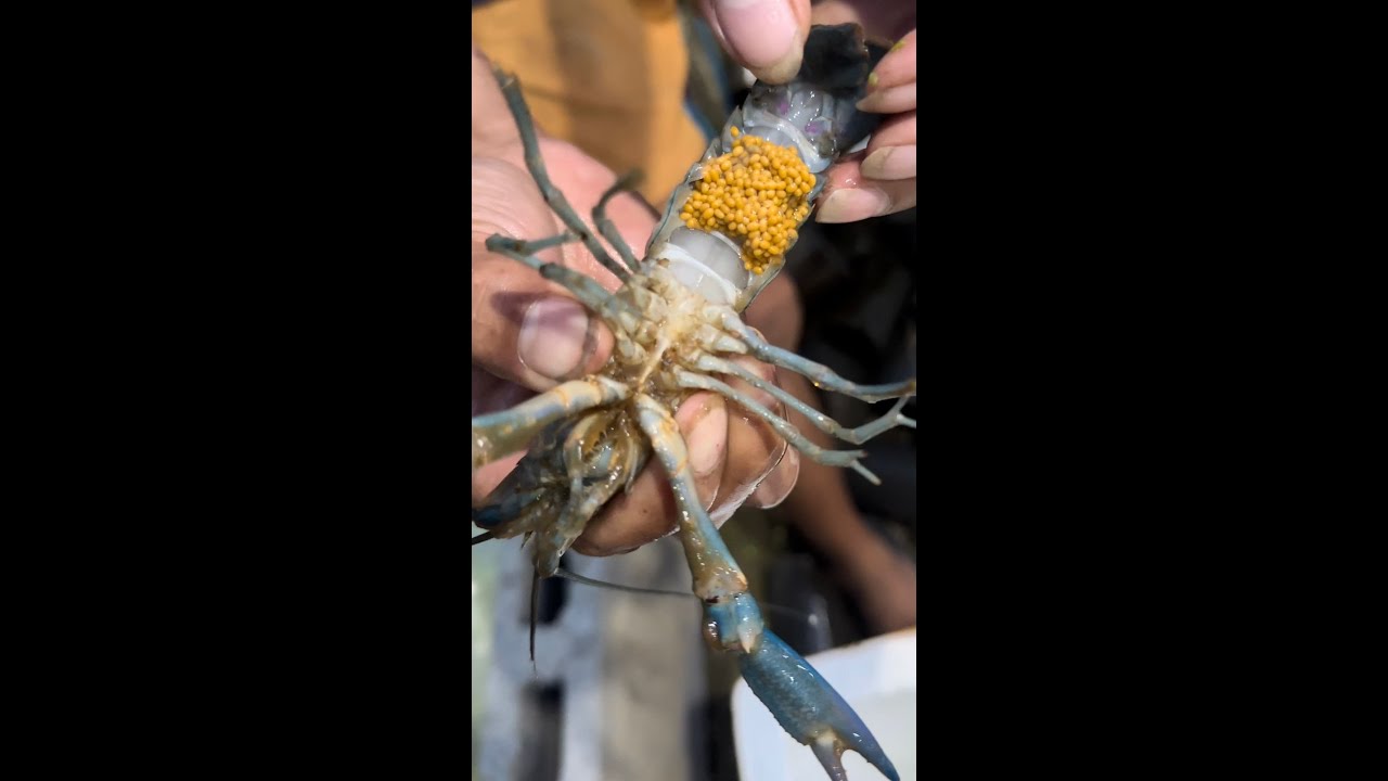 Paano mag pagpag ng baby crayfish(craylings) - YouTube