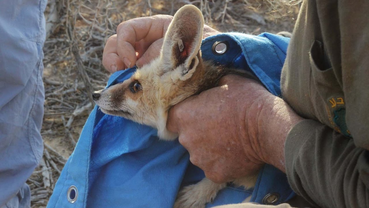 שחרור שועל נגב ("שועל חולות") - Rüppell's fox (Vulpes rueppelli) being ...
