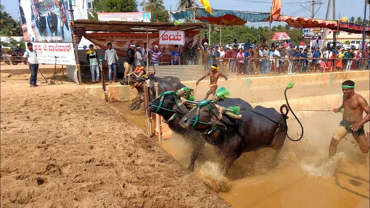 Jappina mogaru kambala 2017-18 - YouTube