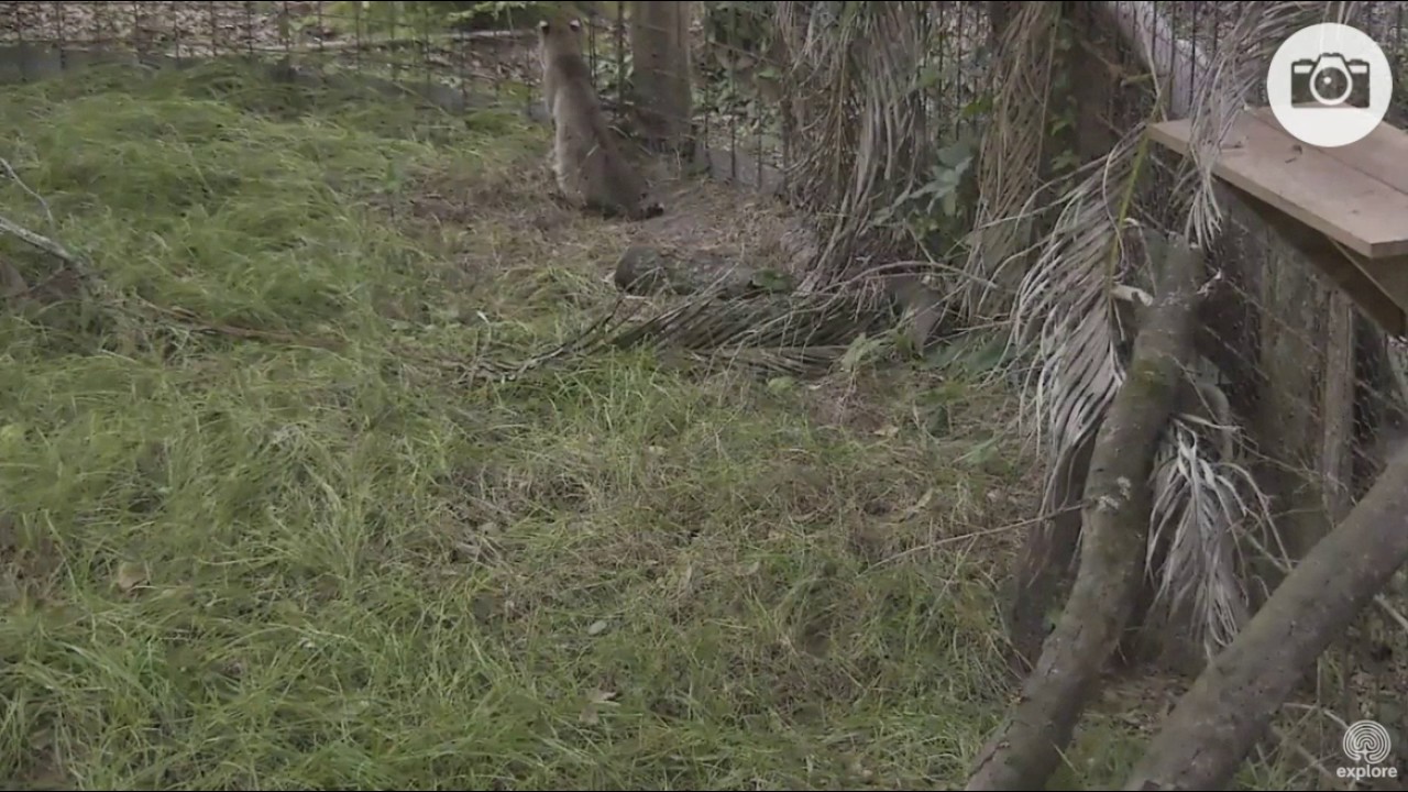 Feather stalking 2016 11 01 - YouTube