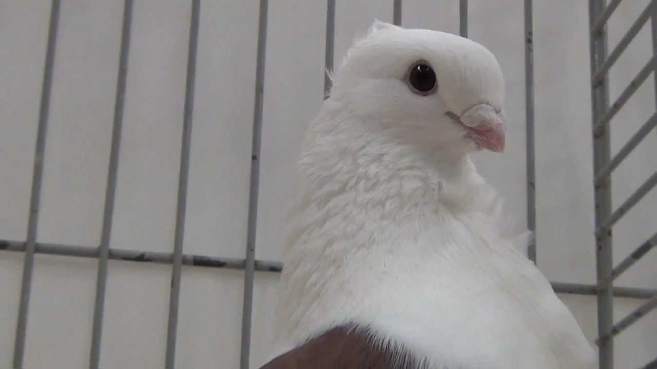 Vlaanderse smierel (sierduif) - YouTube