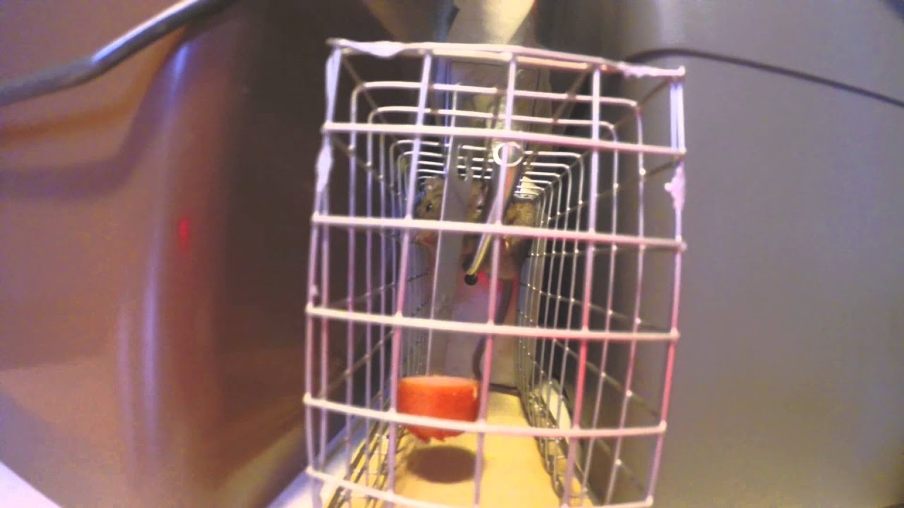Trapped mouse - YouTube