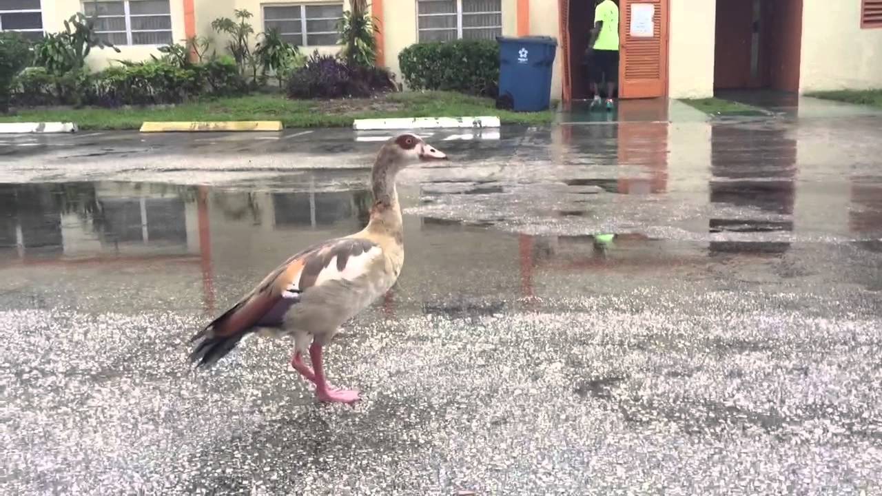 Injured Canadian Goose - YouTube