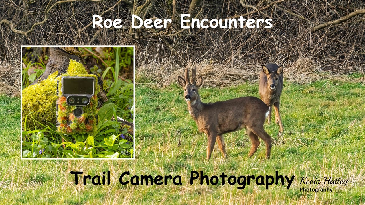 A Roe Deer Encounter with a Trail Camera - YouTube